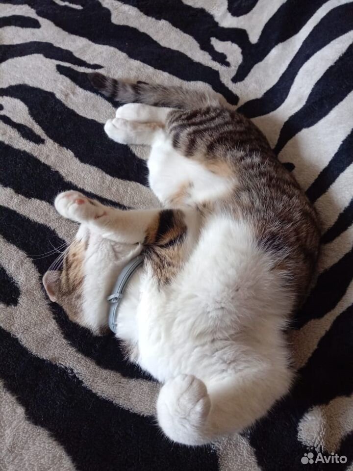 Отдам котика и кошку в добрые руки