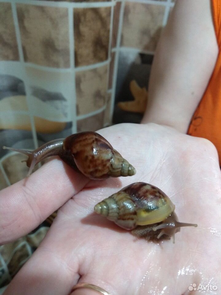 Отдам в хорошие руки двух маленьких улитят Ахатины
