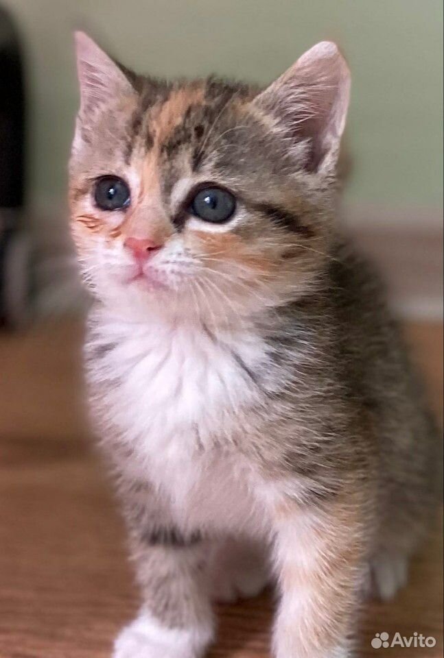 Котенок - праздник Конфетти