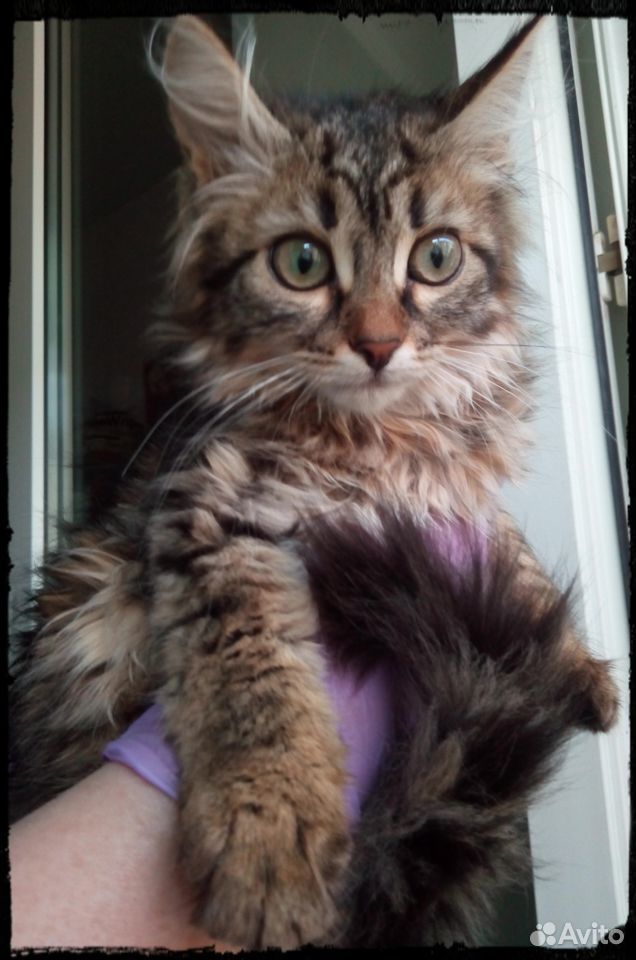 Леопольд Нежный