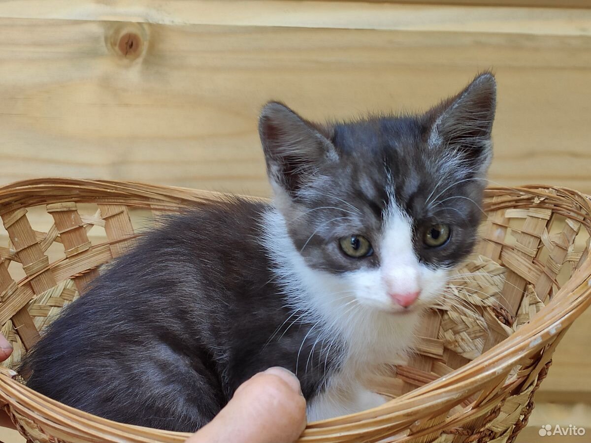 Дымчатобелый котенок (котик) Шуня в добрые руки