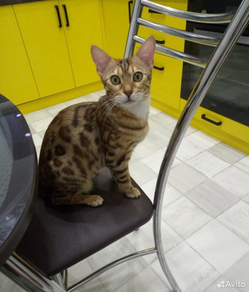 Бенгальская кошка