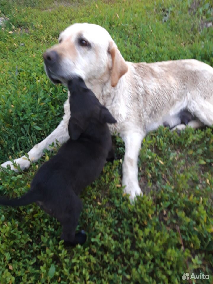 Щенки лабрадора