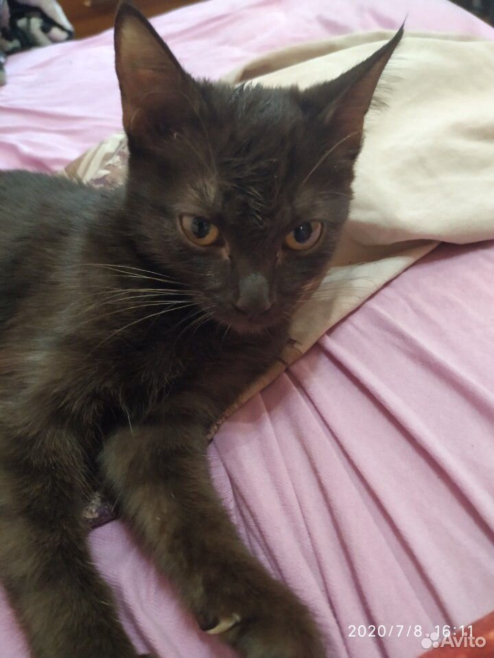 Котенок коричневый девочка
