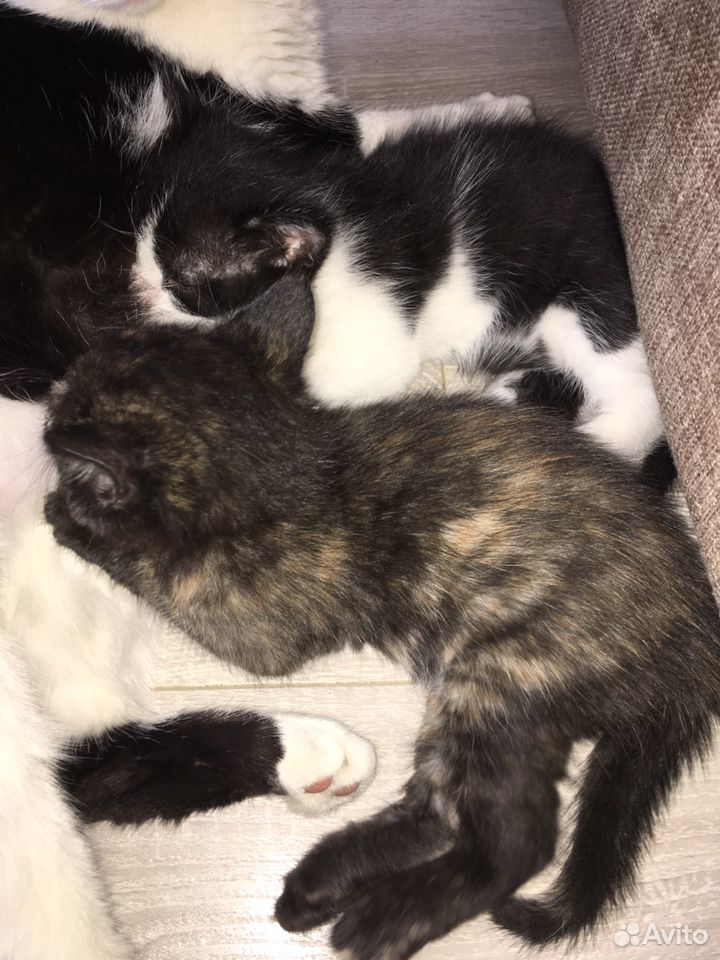 Котята в добрые руки