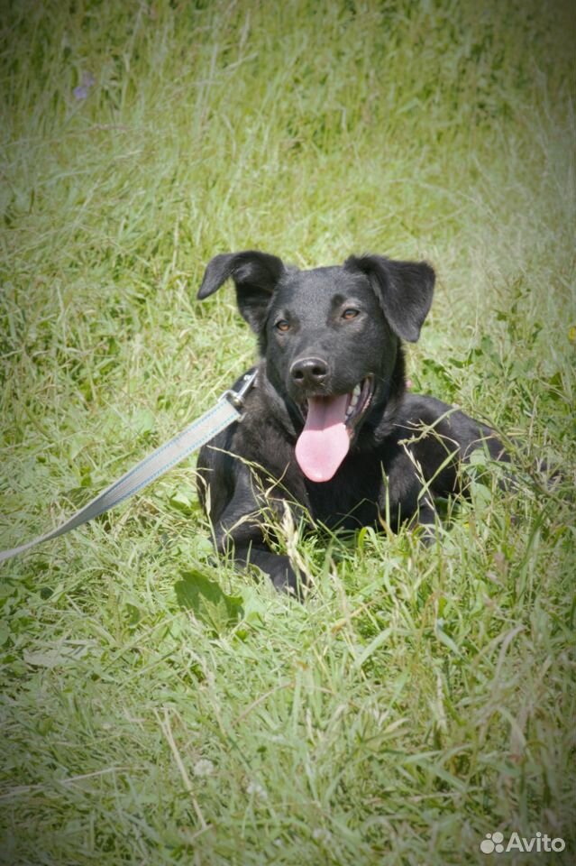 Щенок в дар в добрые руки