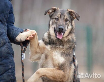 Собака Шери в дар, добрые руки