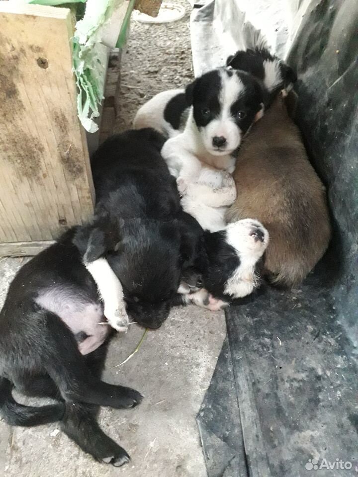 Двортерьерчики