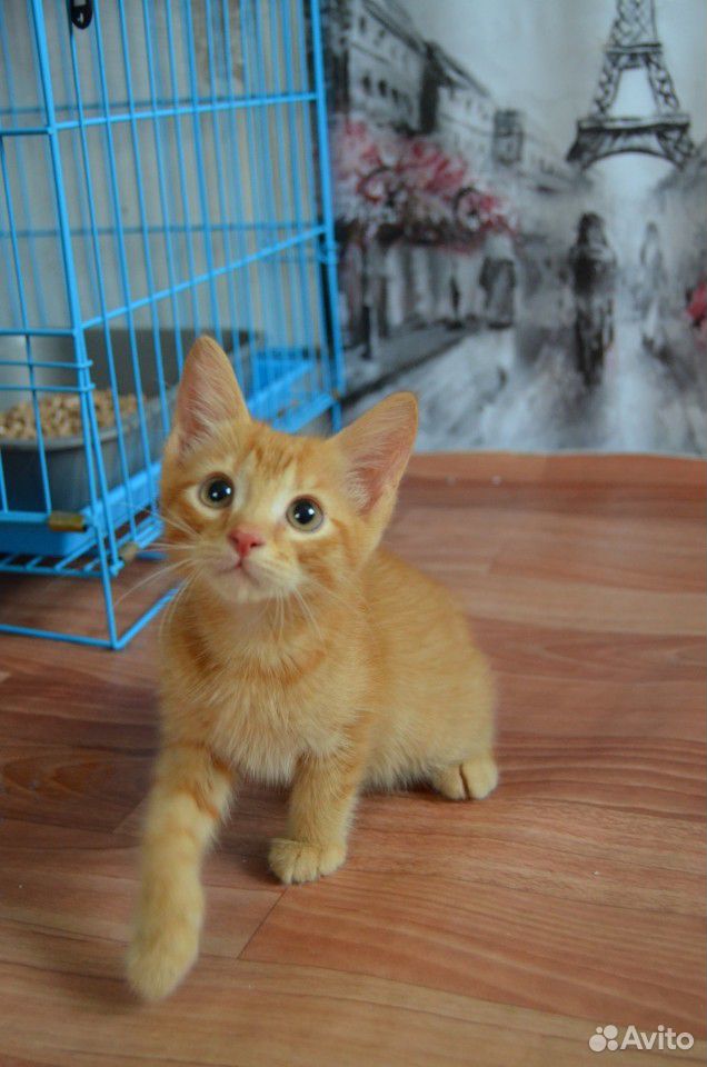 Отдам котенка