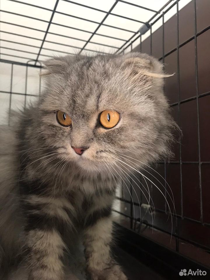 Шотландская вислоухая - 4 годика,стерилизована