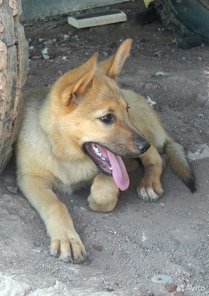 Щенок. Собака