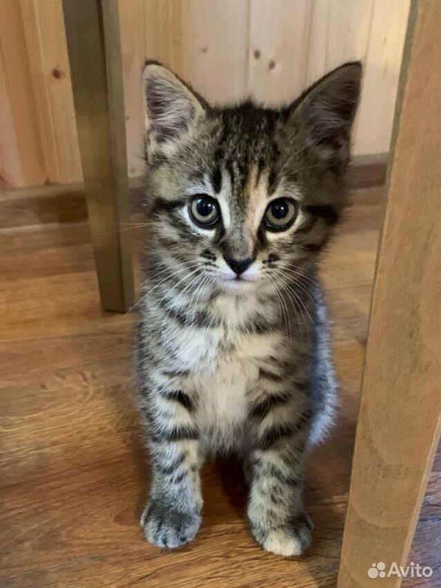 Котенок- девочка1.5 м