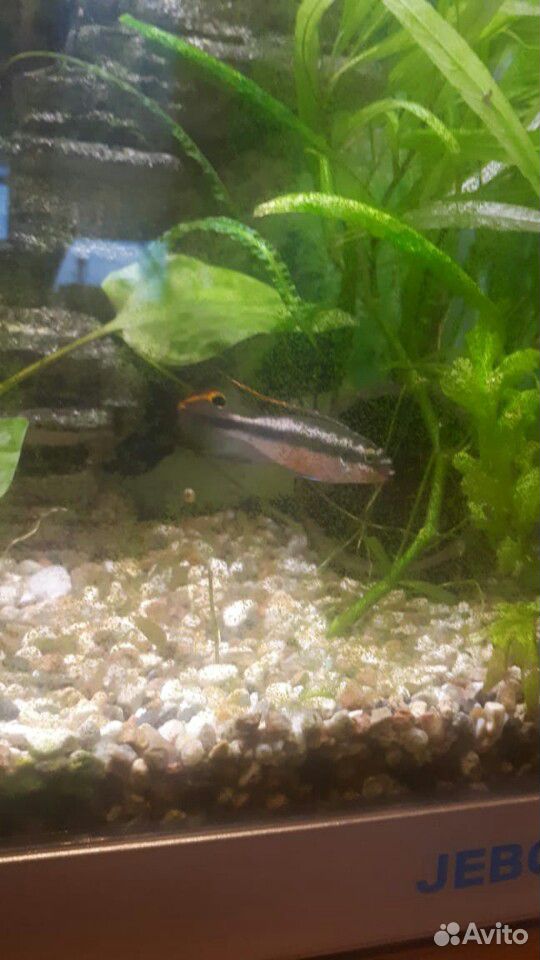 Пельвикохромис пульхер