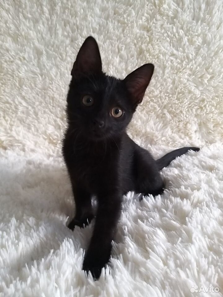 Котенок Черничка