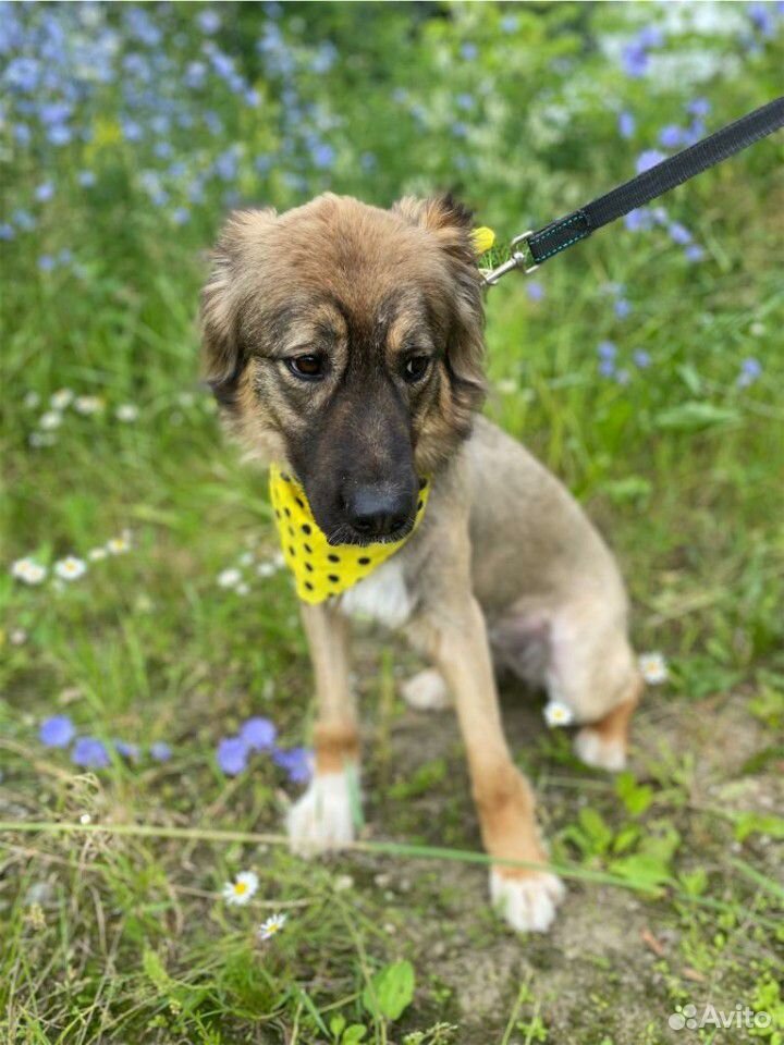 Чудесная собака Шерри ищет дом из приюта