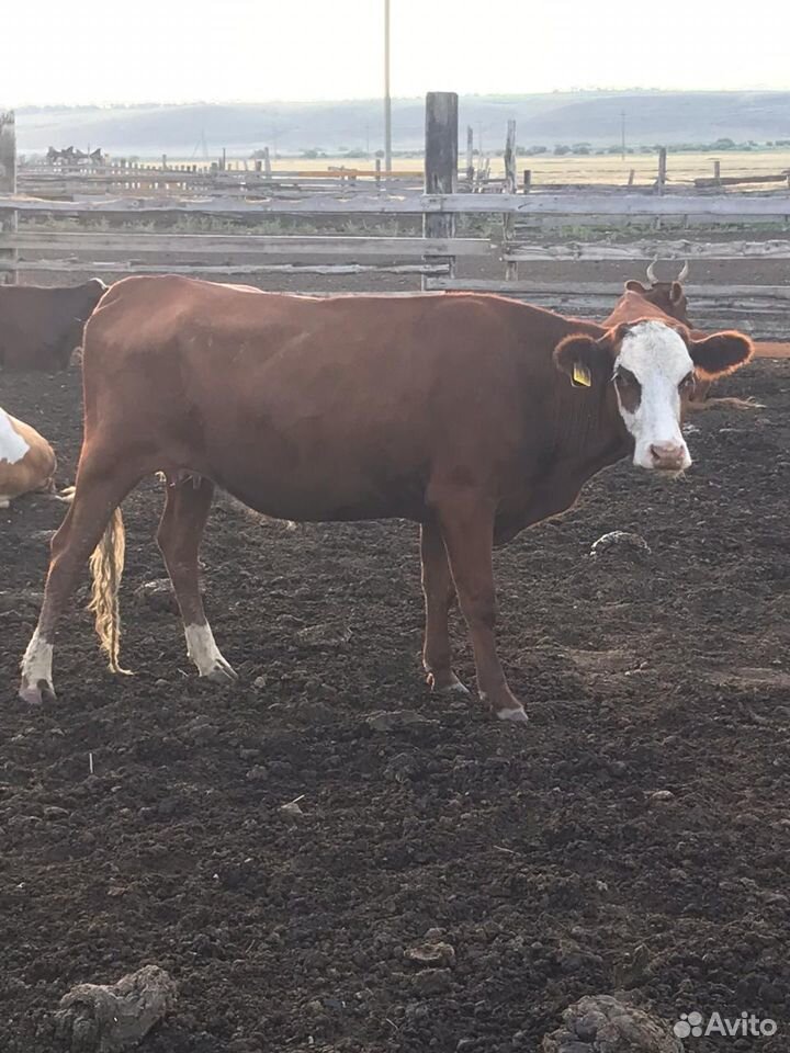 Продаются телки на мясо