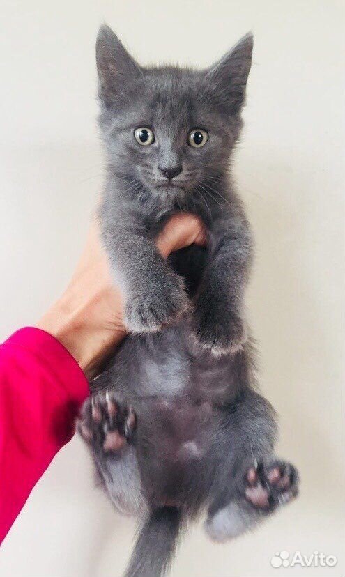 Котёнок дымчатая девочка, ручная, 2 мес