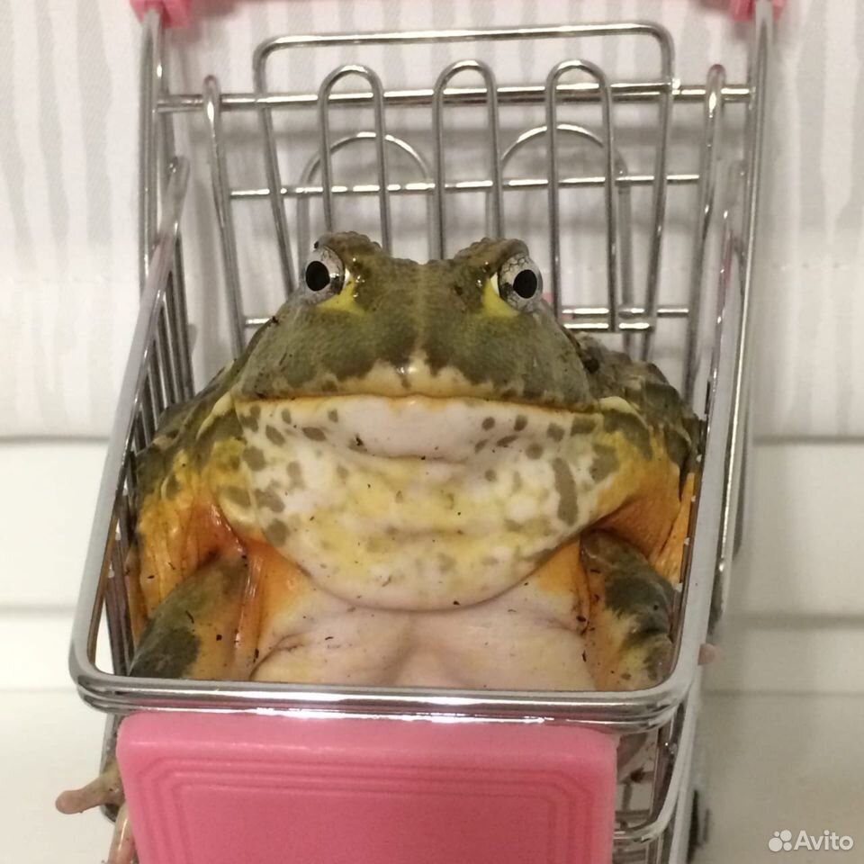 Гигантская лягушка Бык