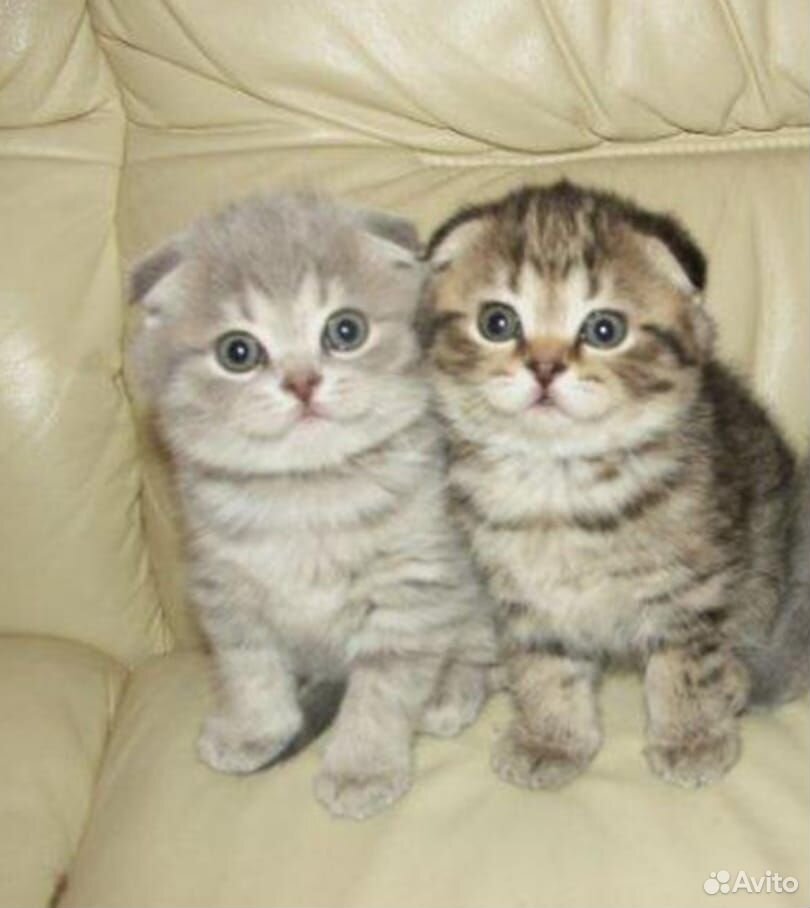 Шотландское чудо