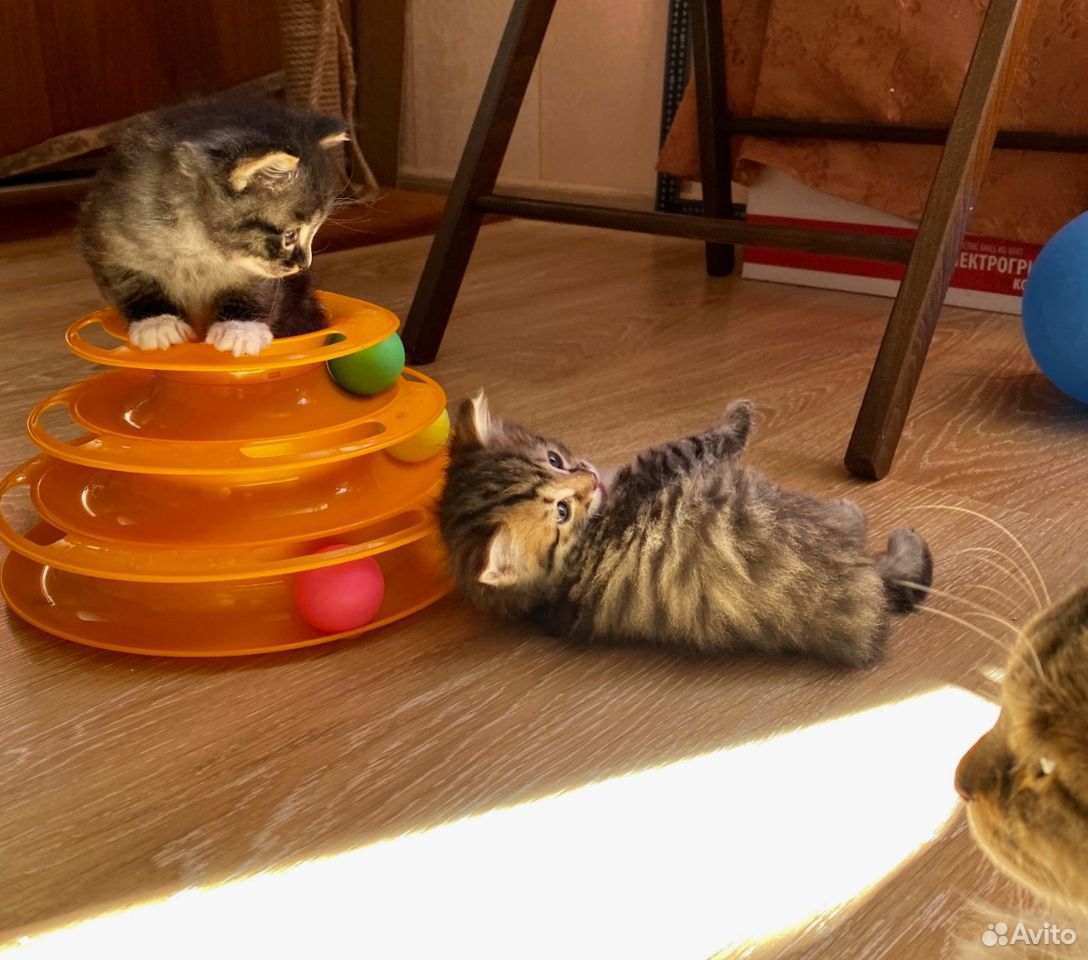 Котята Курильский бобтейл