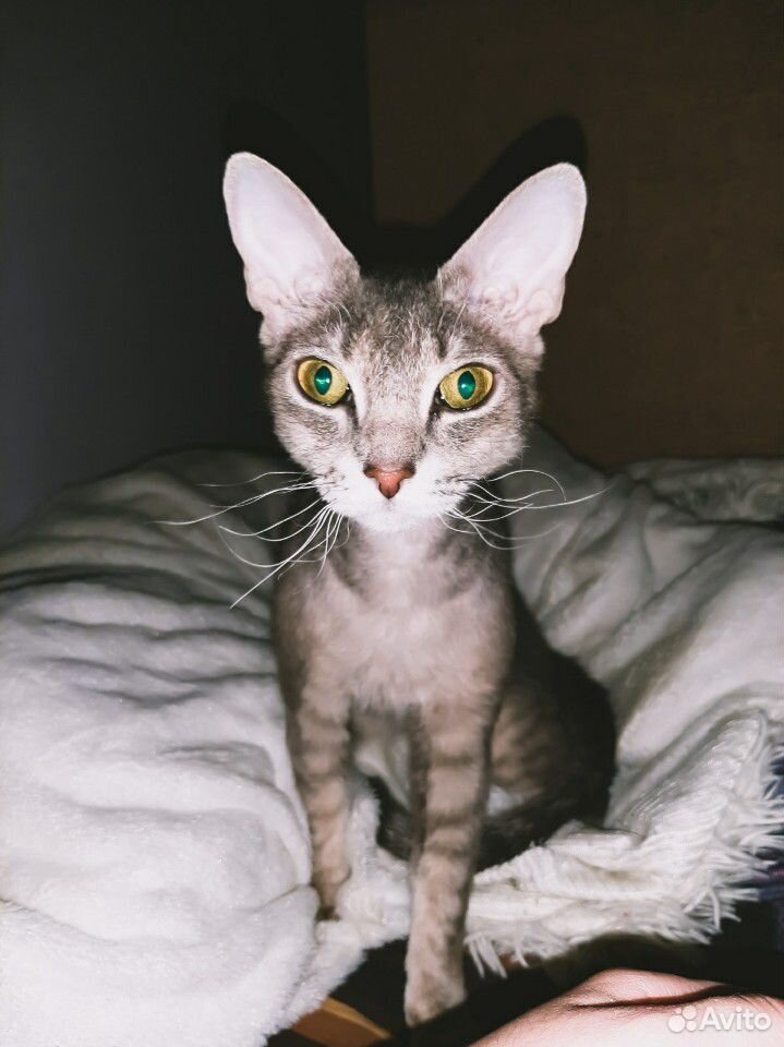 Кошка