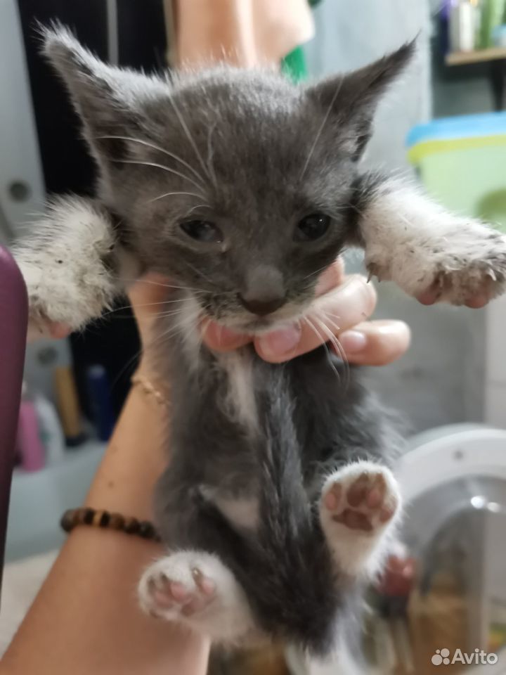 Несчастные котята ищут дом