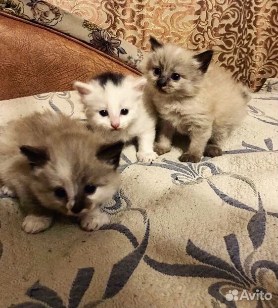 Отдам котят