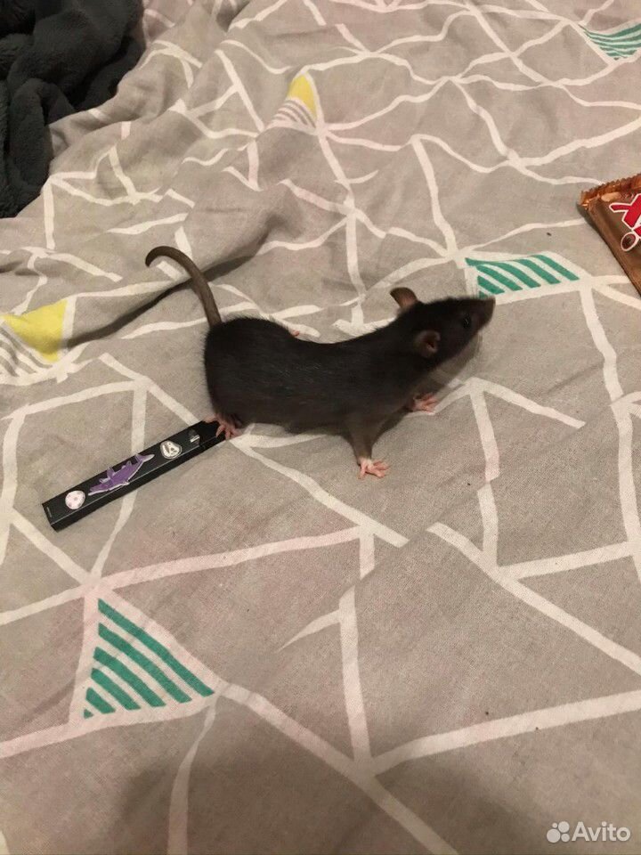 Отдам в добрые руки