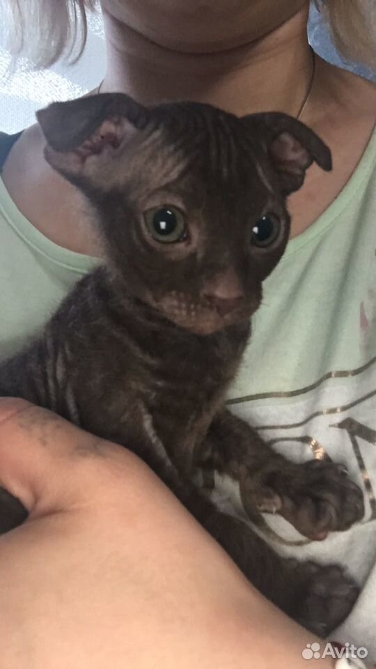 Котёнок Сфинкс Украинский левкои