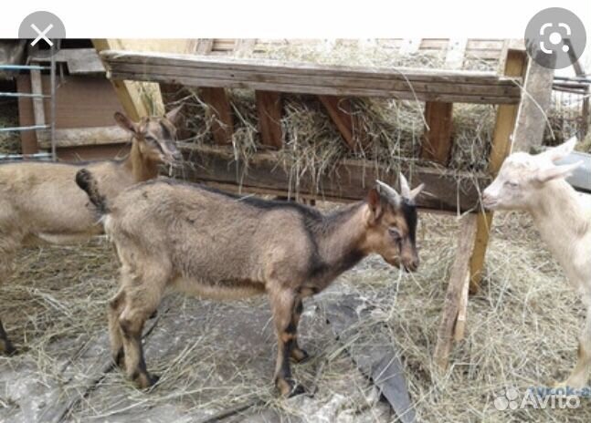 Козлята альпа-чехи