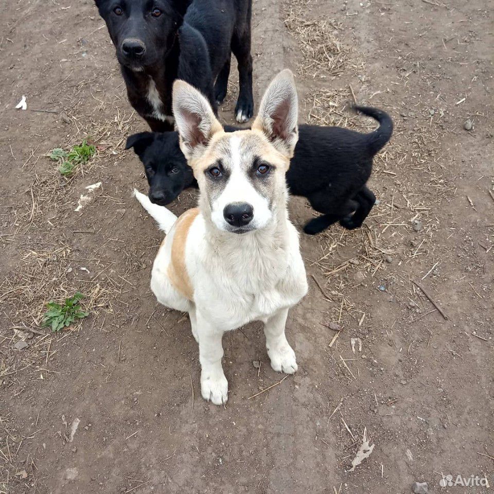 Дворянские