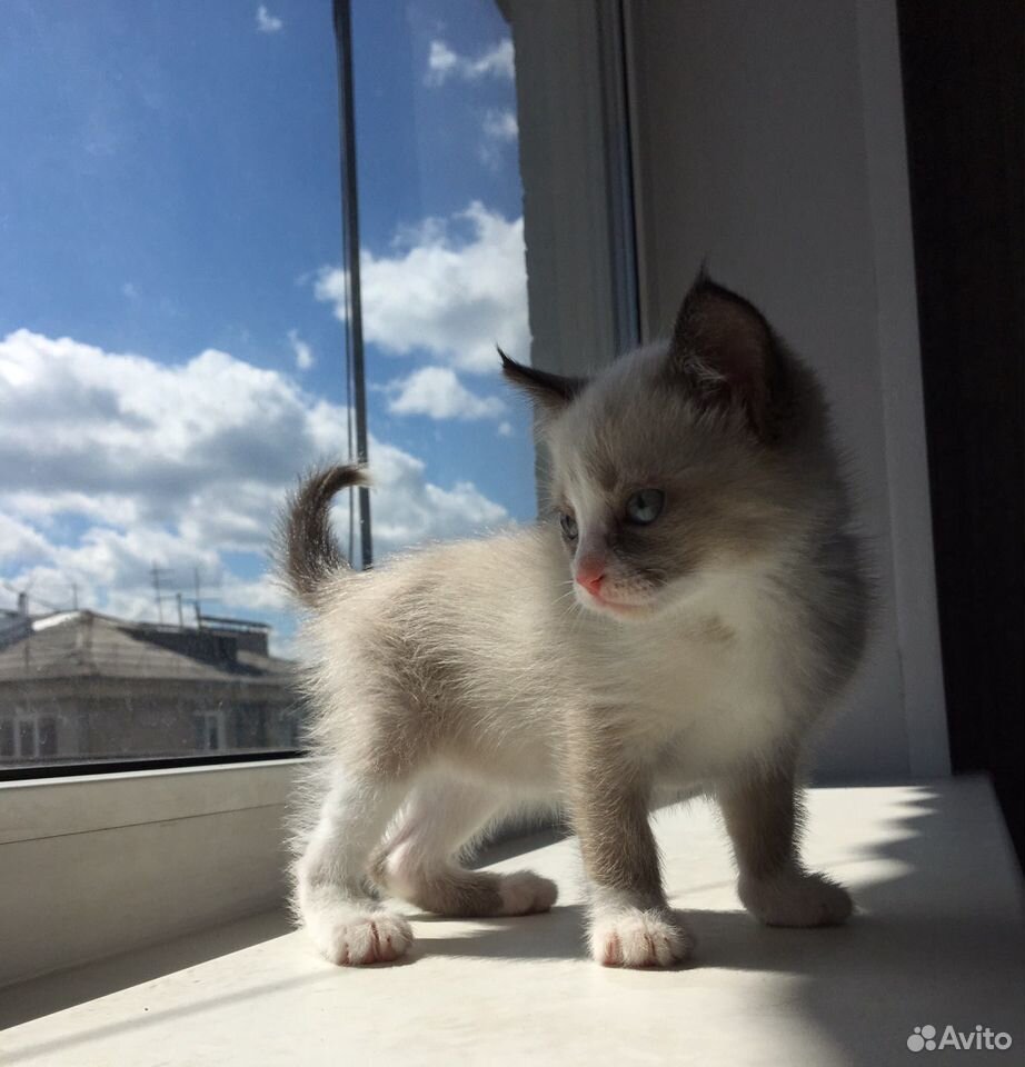 Котёнок Девочка