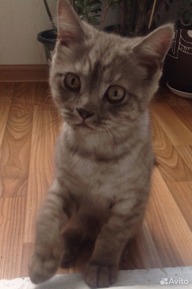 Шотландец/британец