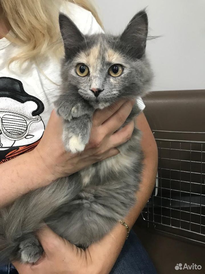Котенок