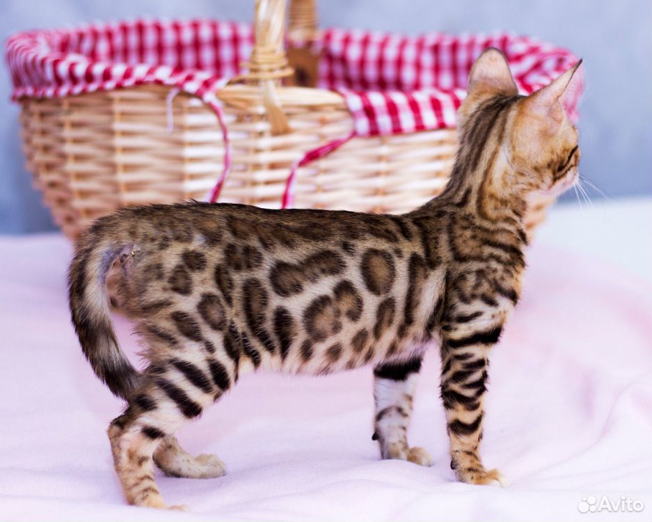 Бенгальские мальчик и девочка