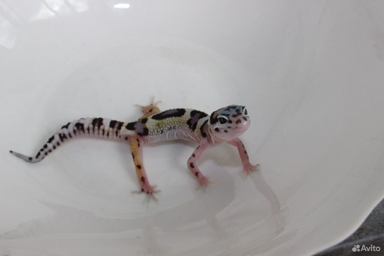 Малыш эублефара