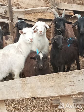 Козы дойная порода с козлятами