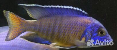 Взрослый Аулонокара стюартгранти