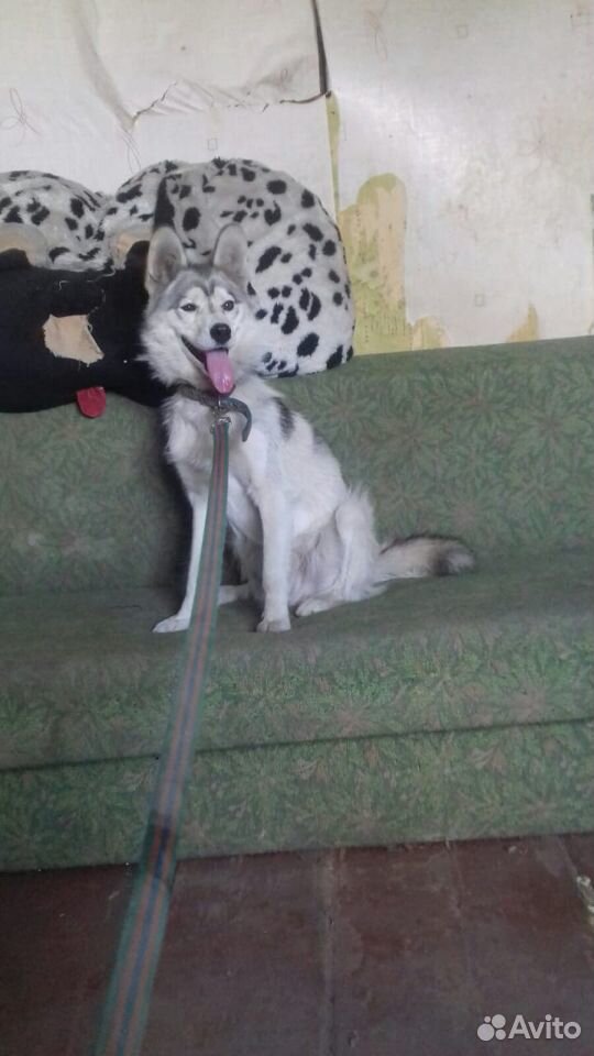 Щенок смесь хаски с дворняго