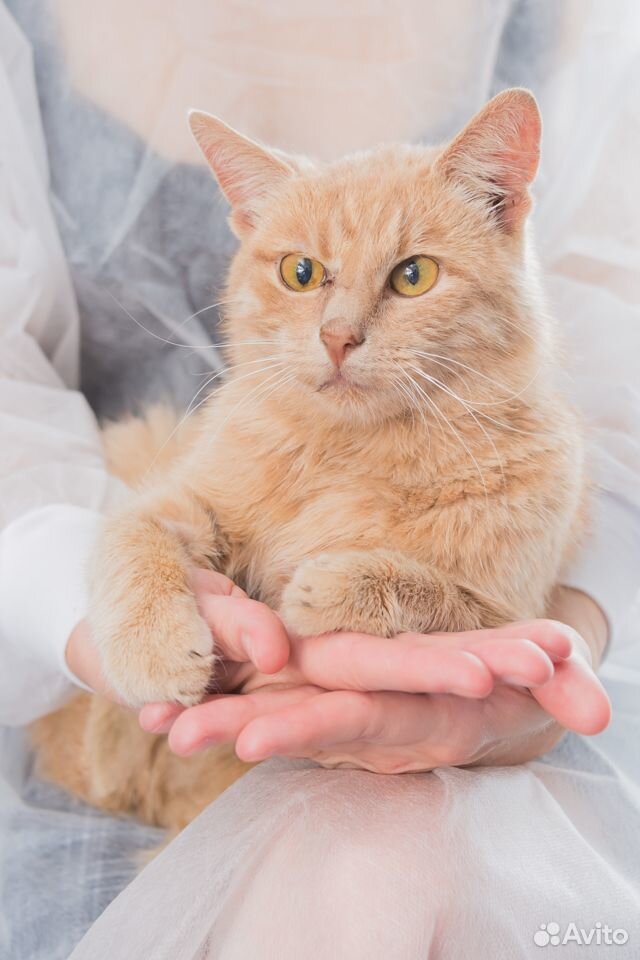 Читос
