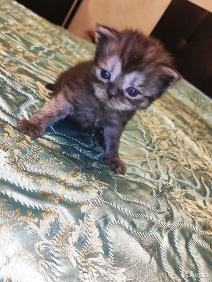 Котенок шотландский вислоухий