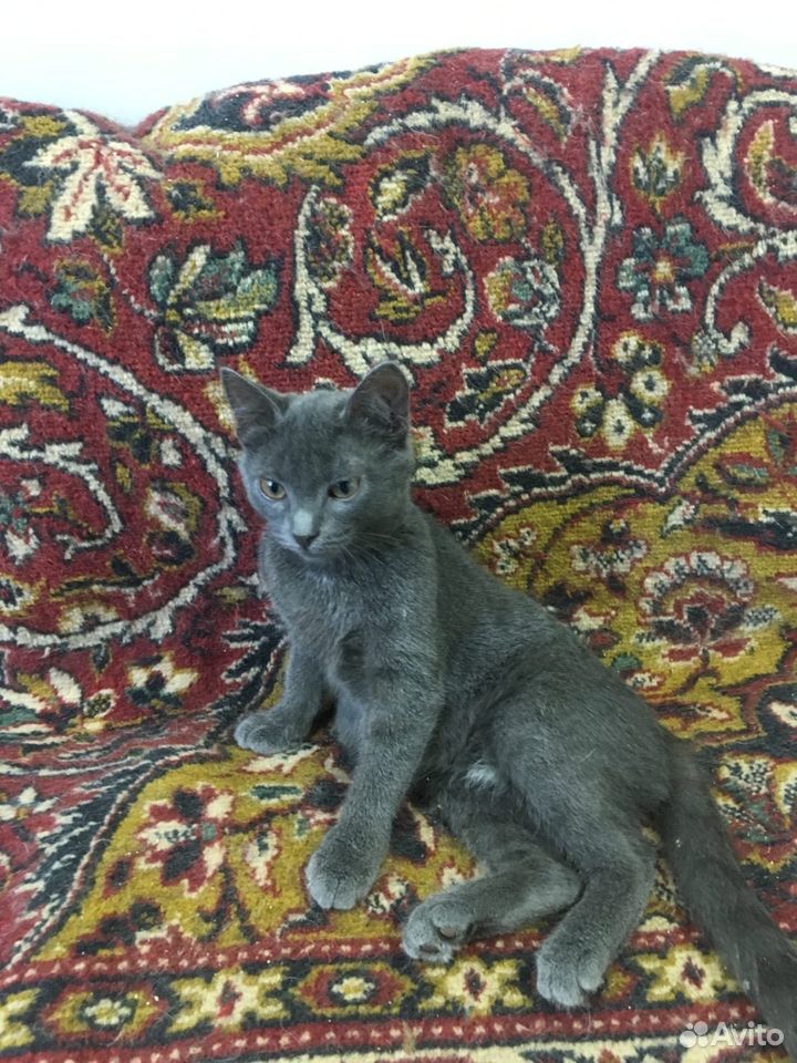 Кошечка красоточка