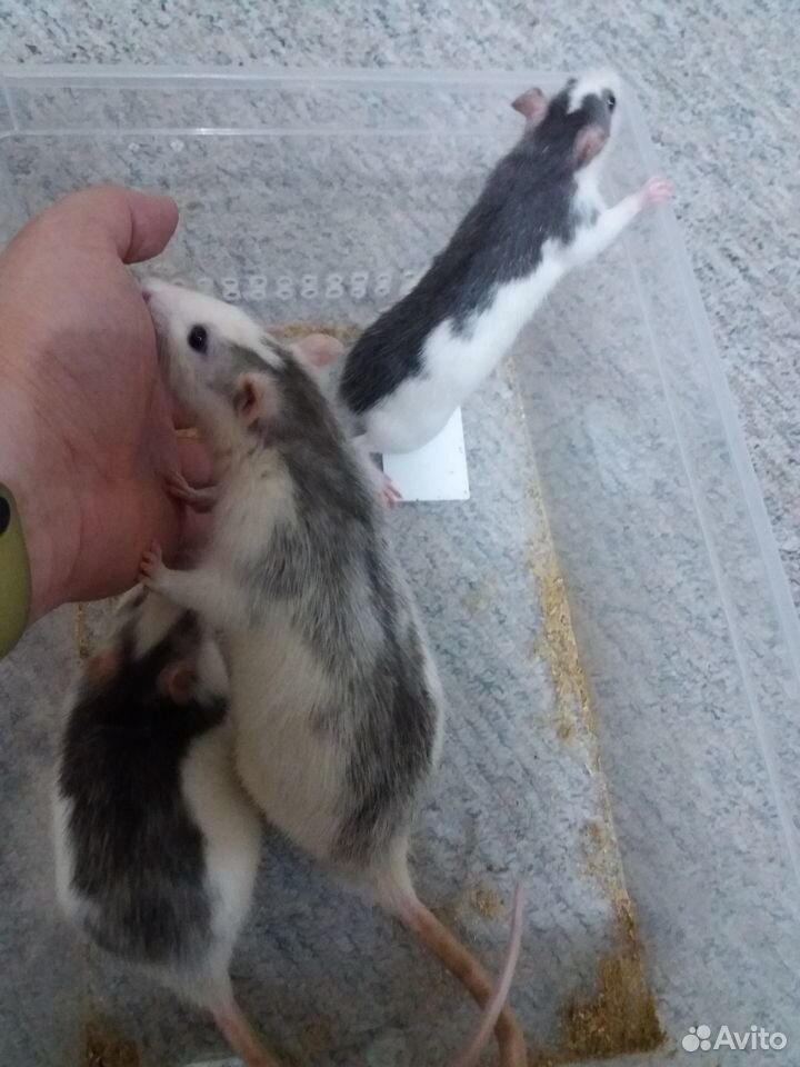 Декоративные крысы