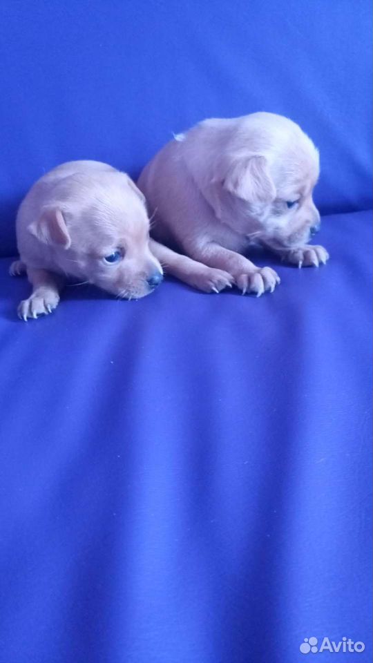 Тойчики малышочки