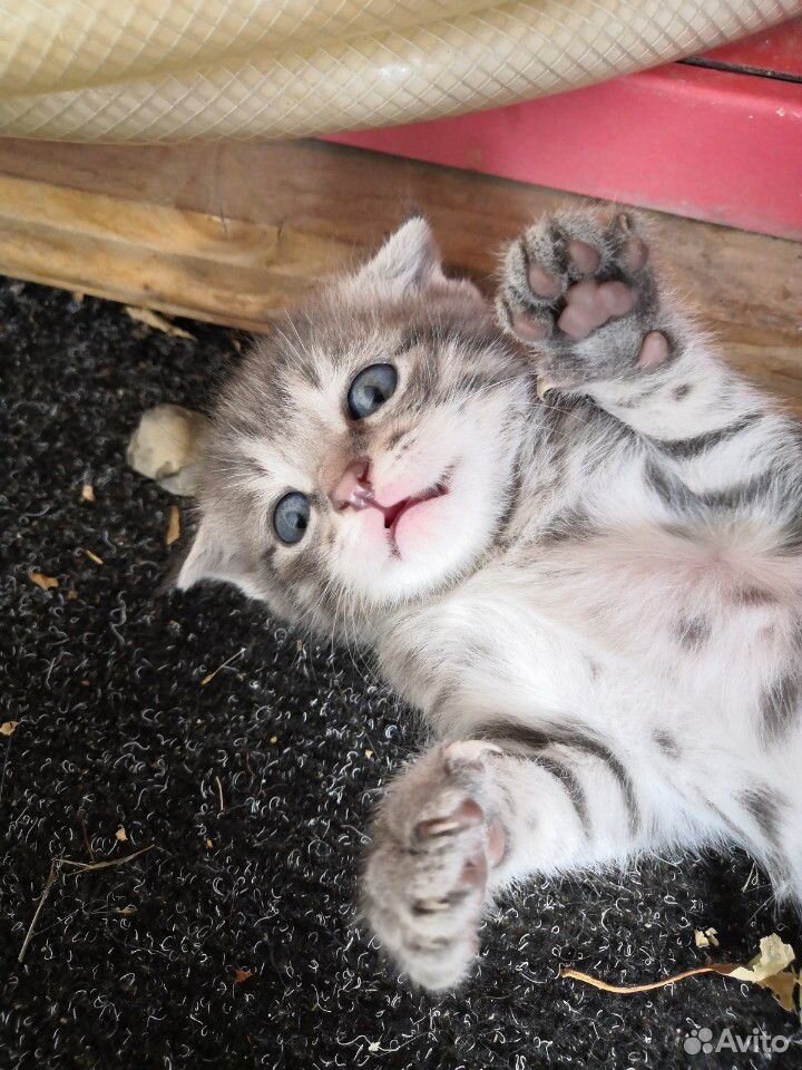 Котята шотландские метис