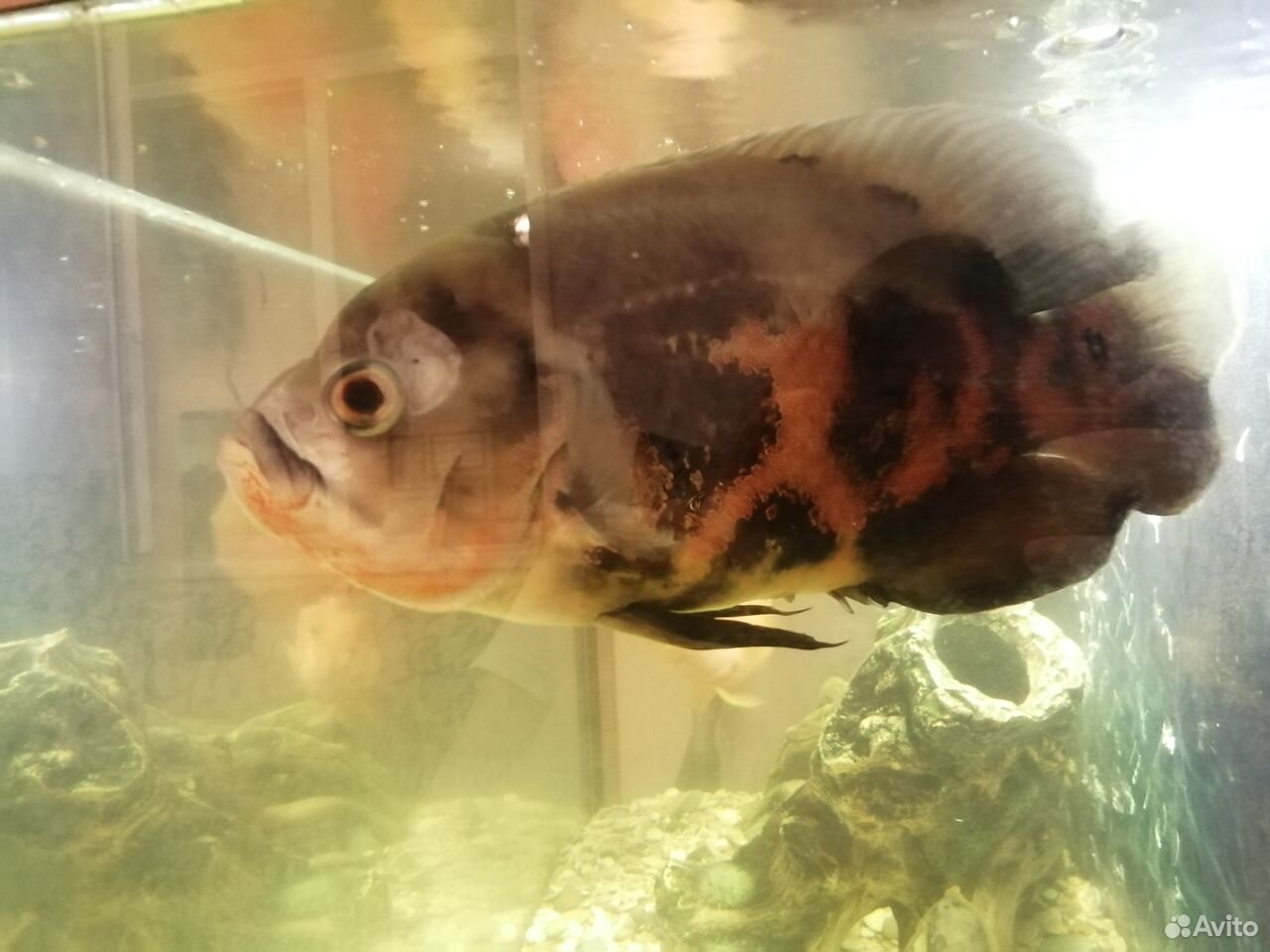 Астронотус 30см