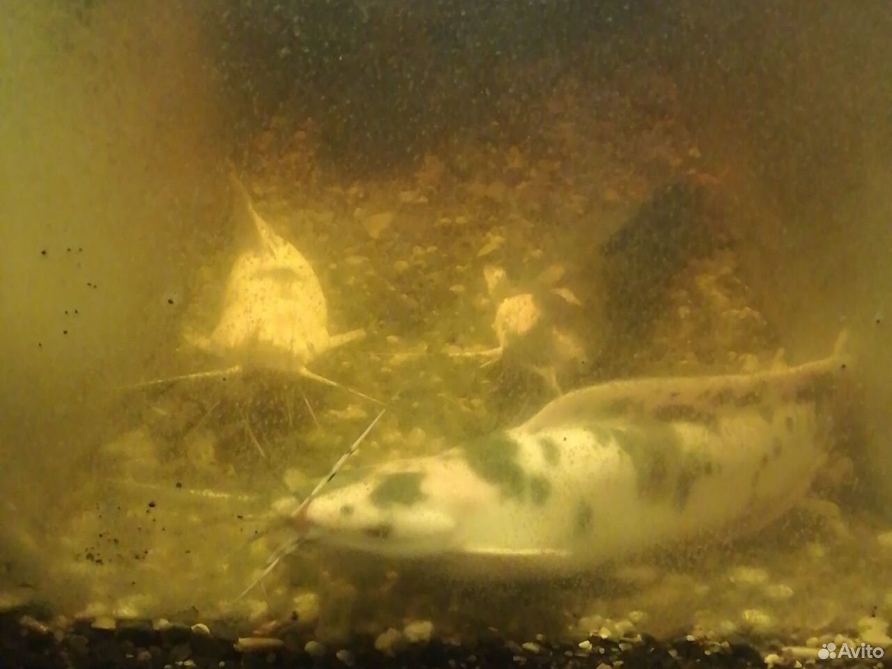 Рыба сом в Дар с аквариумом