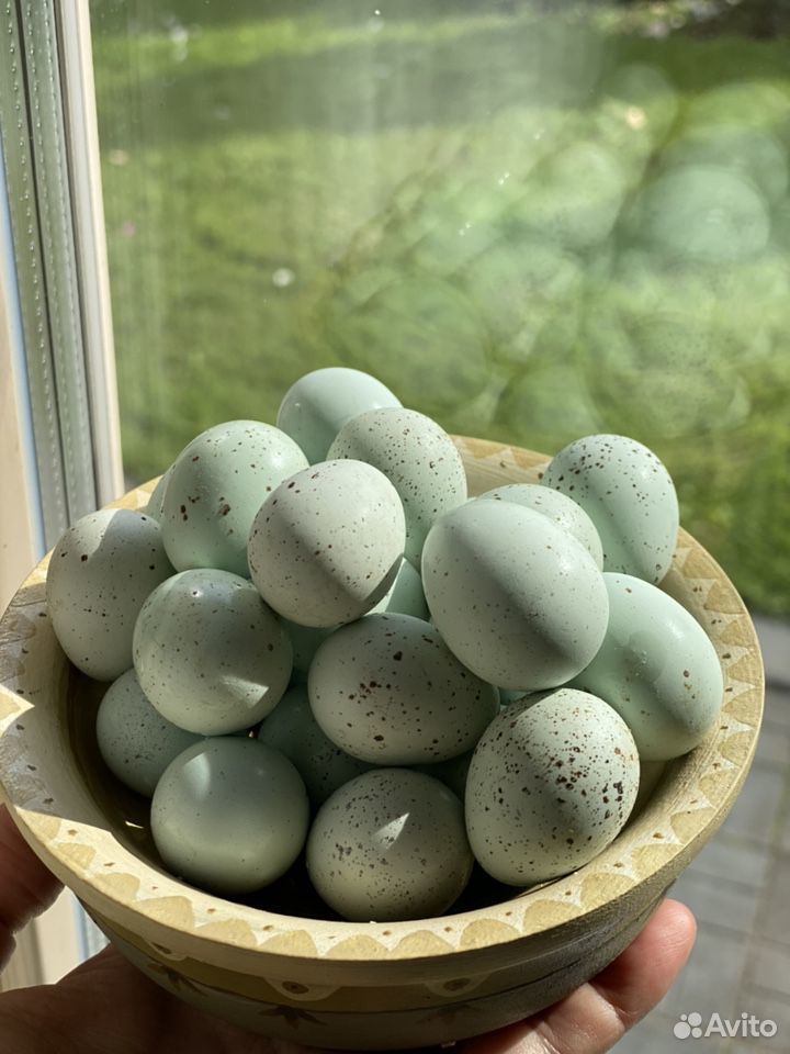 Инкубационное яйцо перепелов целадон
