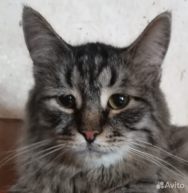 Сибирский кот полосатый кот Космос, 3 года