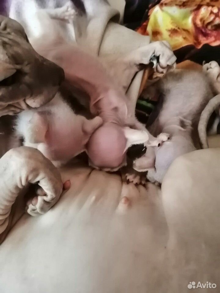 Котята браш